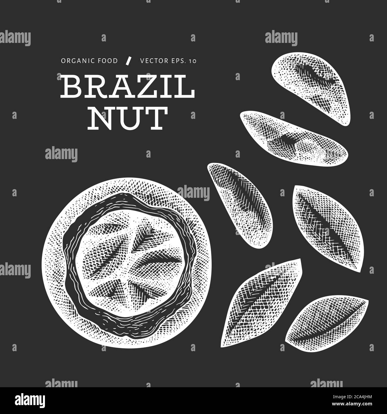 Hand drawn brazilian nut branch and kernels. Organic food vector ...