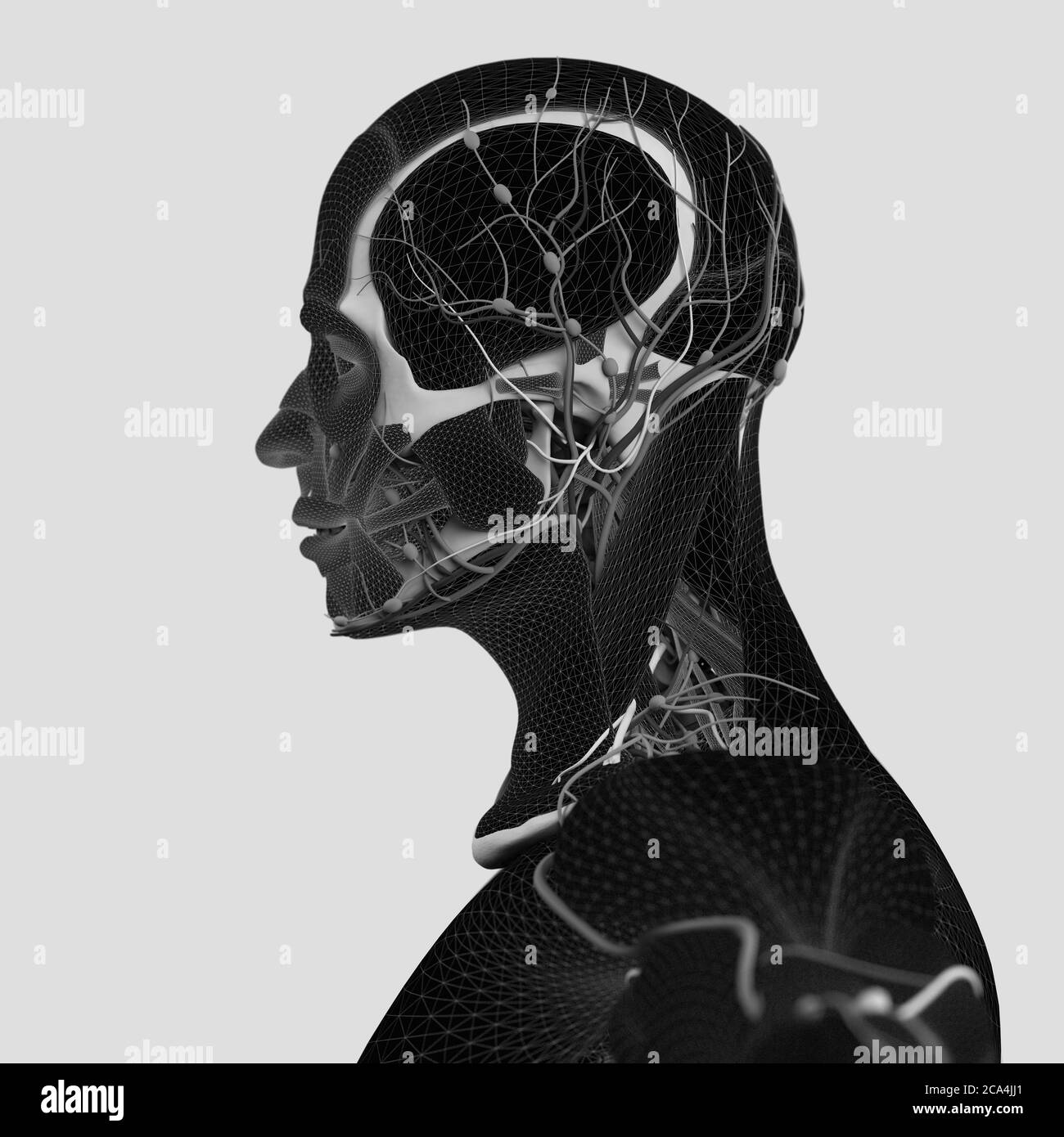 Anatomy concept illustration of human head, though, intellect. 3D ...