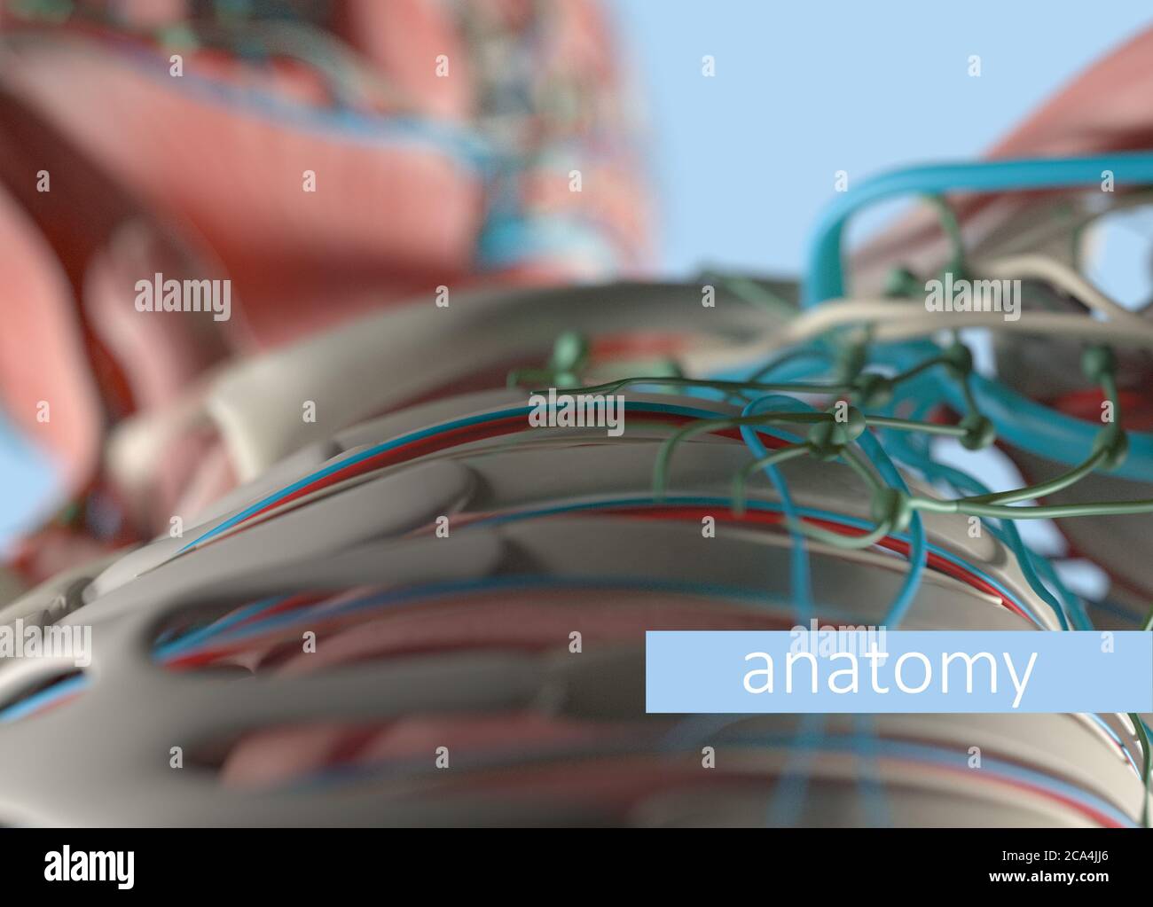 Anatomy body model extreme close-up. Selective focus. Human anatomy ...