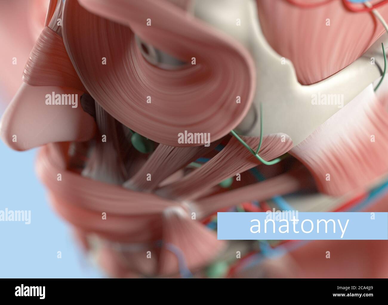Anatomy body model extreme close-up. Selective focus. Human anatomy ...