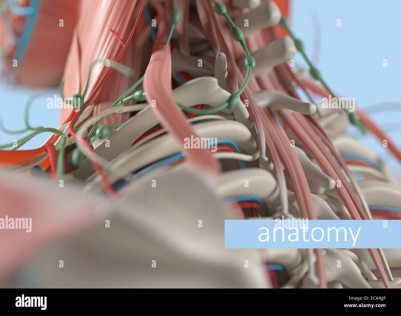 Anatomy body model extreme close-up. Selective focus. Human anatomy ...