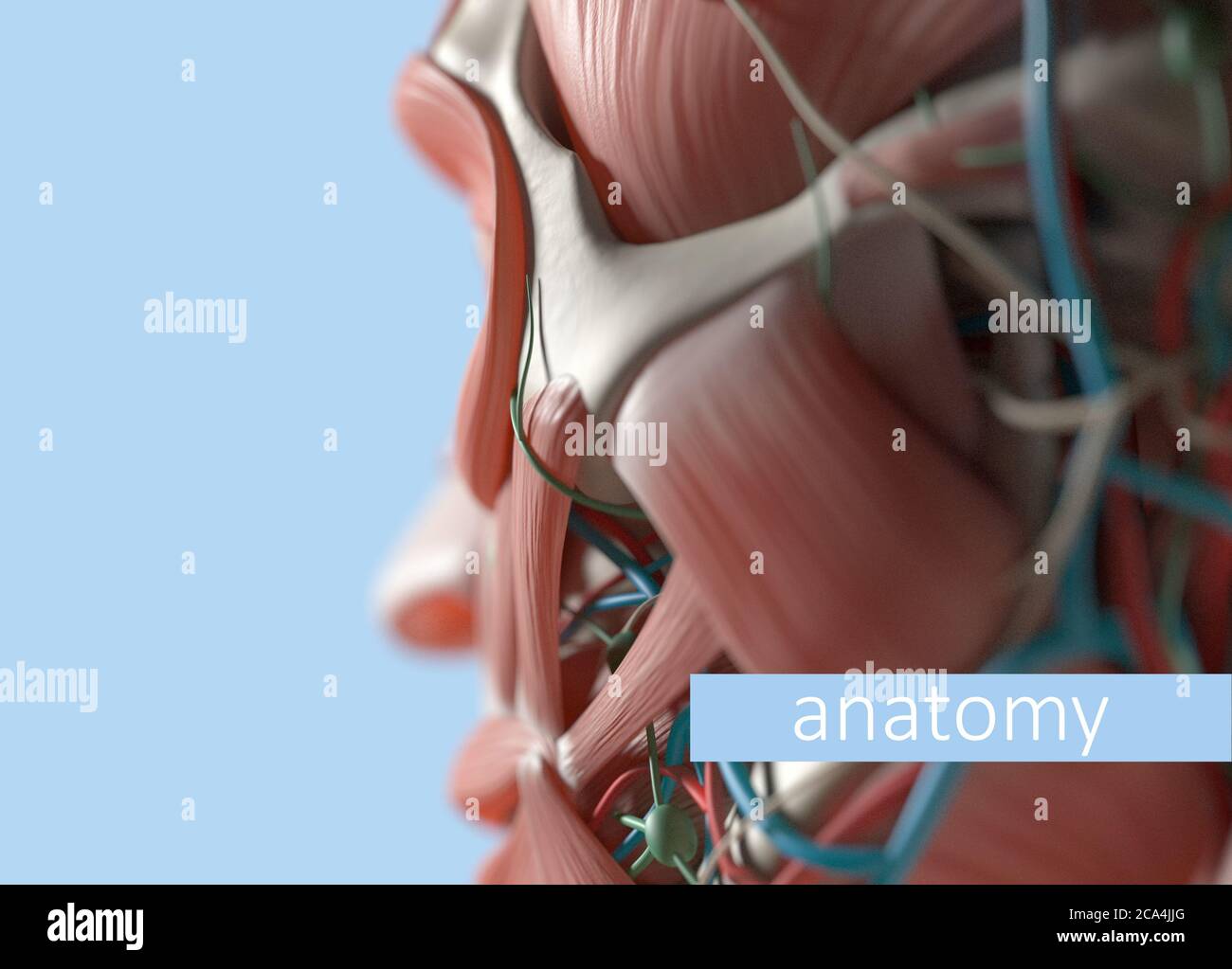Anatomy body model extreme close-up. Selective focus. Human anatomy ...