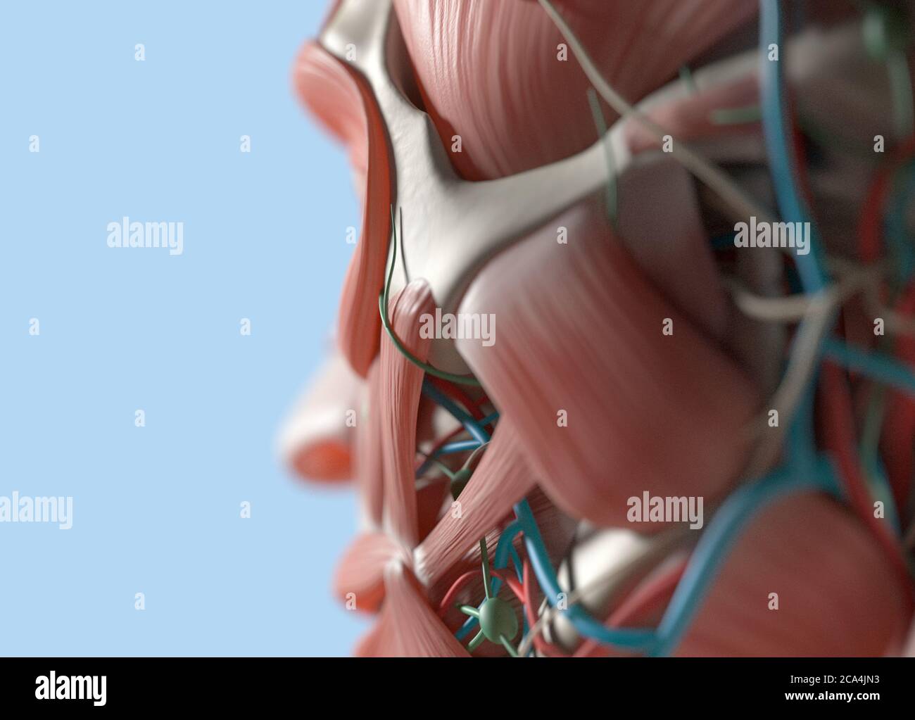 Anatomy body model extreme close-up. Selective focus. Human anatomy ...