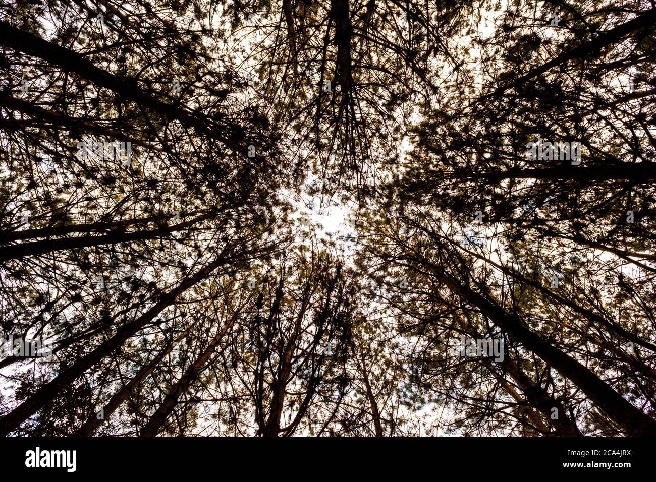 Tree top in the forest Stock Photo - Alamy
