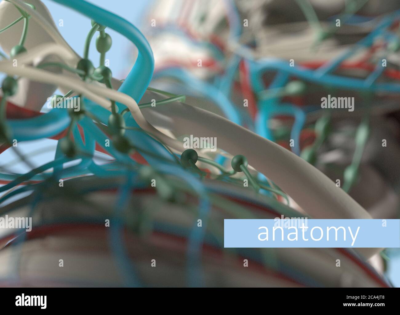 Anatomy body model extreme close-up. Selective focus. Human anatomy ...