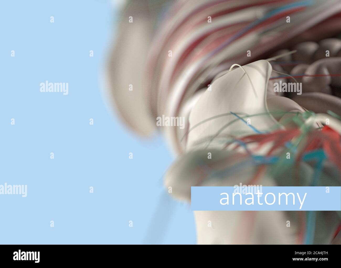 Anatomy body model extreme close-up. Selective focus. Human anatomy ...