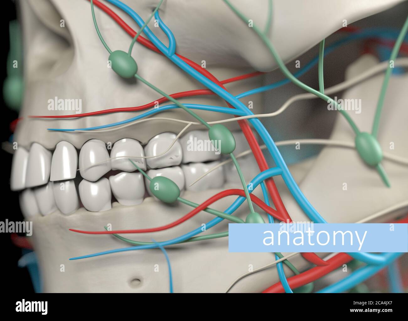 Anatomy body model extreme close-up. Selective focus. Human anatomy ...