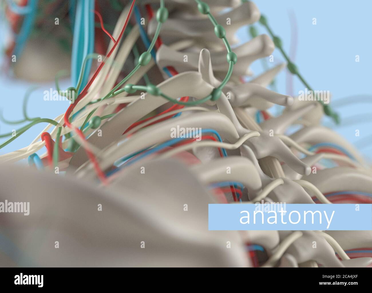 Anatomy body model extreme close-up. Selective focus. Human anatomy ...