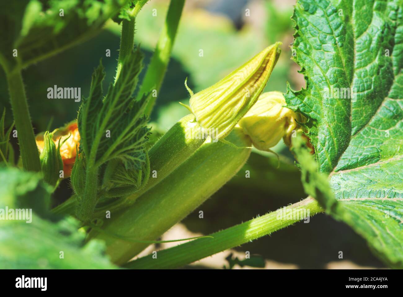 Squash marrow plant and flower. Green vegetable marrow growing on bush ...