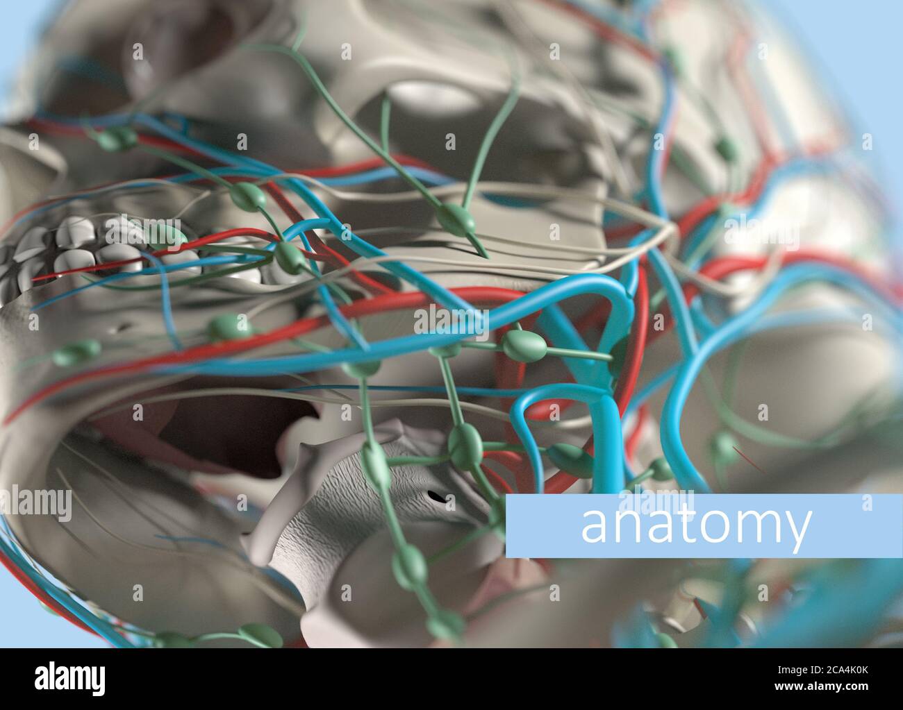 Anatomy body model extreme close-up. Selective focus. Human anatomy ...