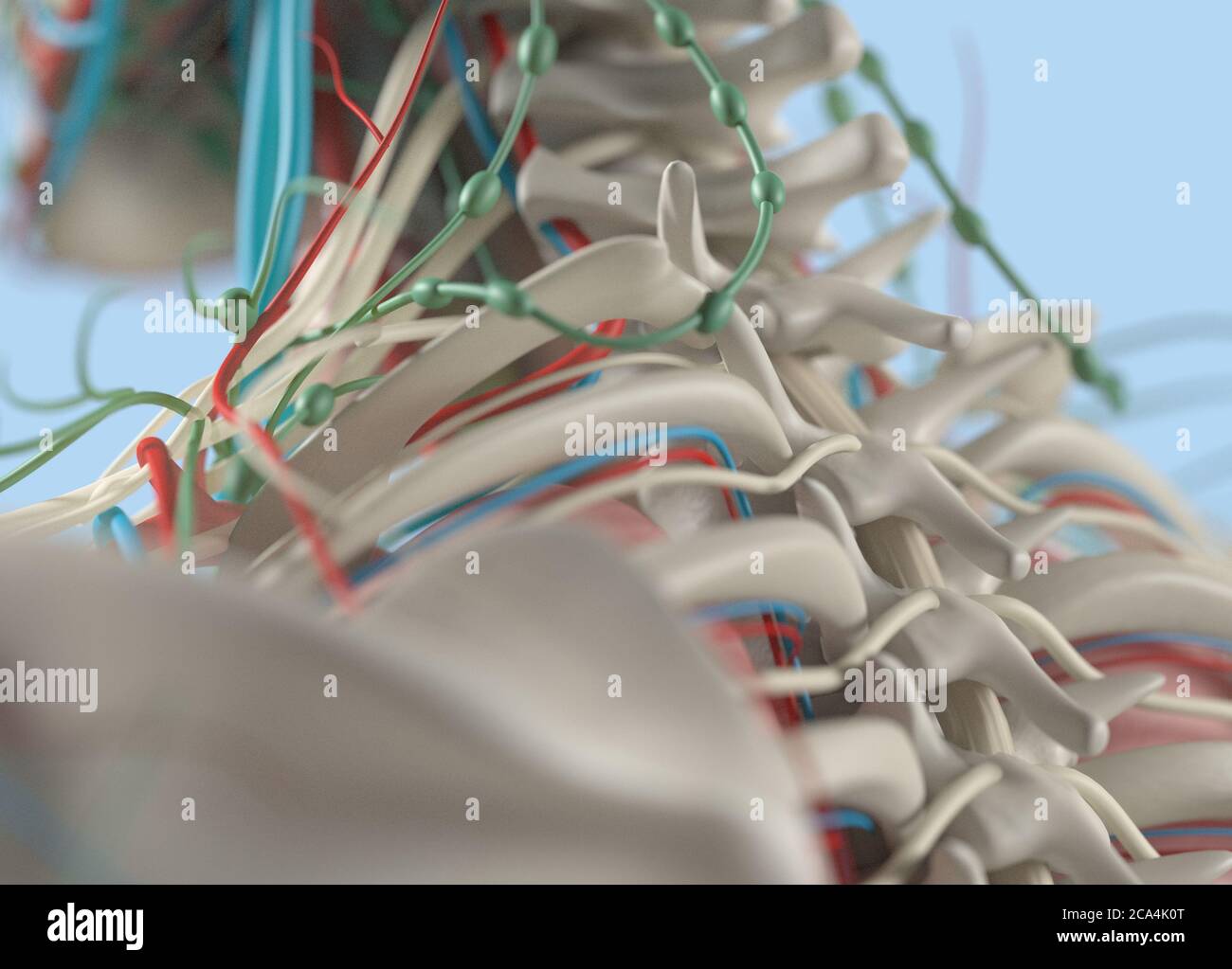Anatomy body model extreme close-up. Selective focus. Human anatomy ...