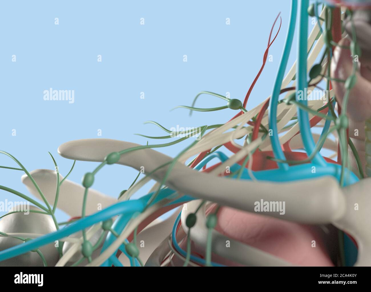 Anatomy body model extreme close-up. Selective focus. Human anatomy ...