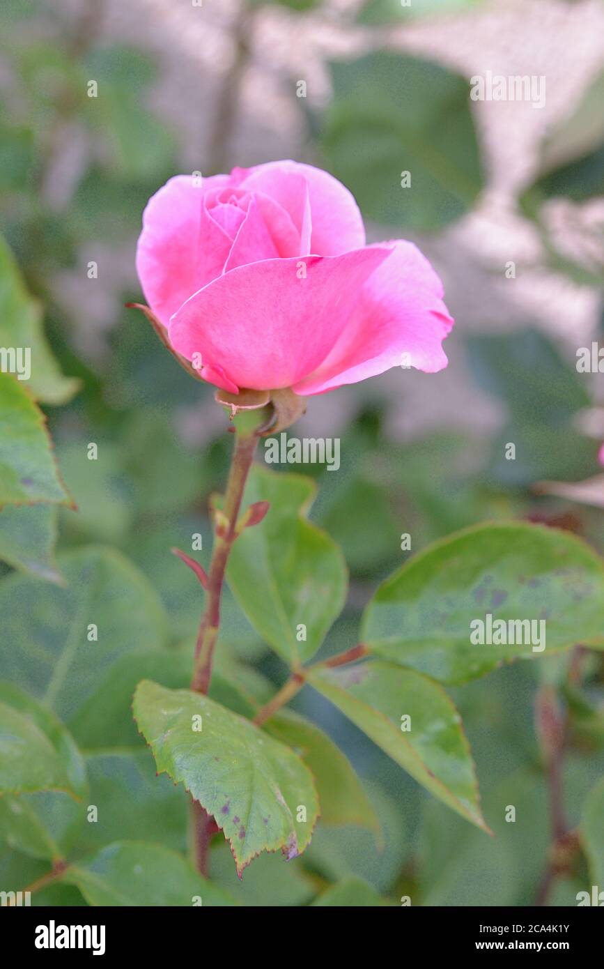 PINK ROSE PETALS. CLOSE-UP Stock Photo - Alamy
