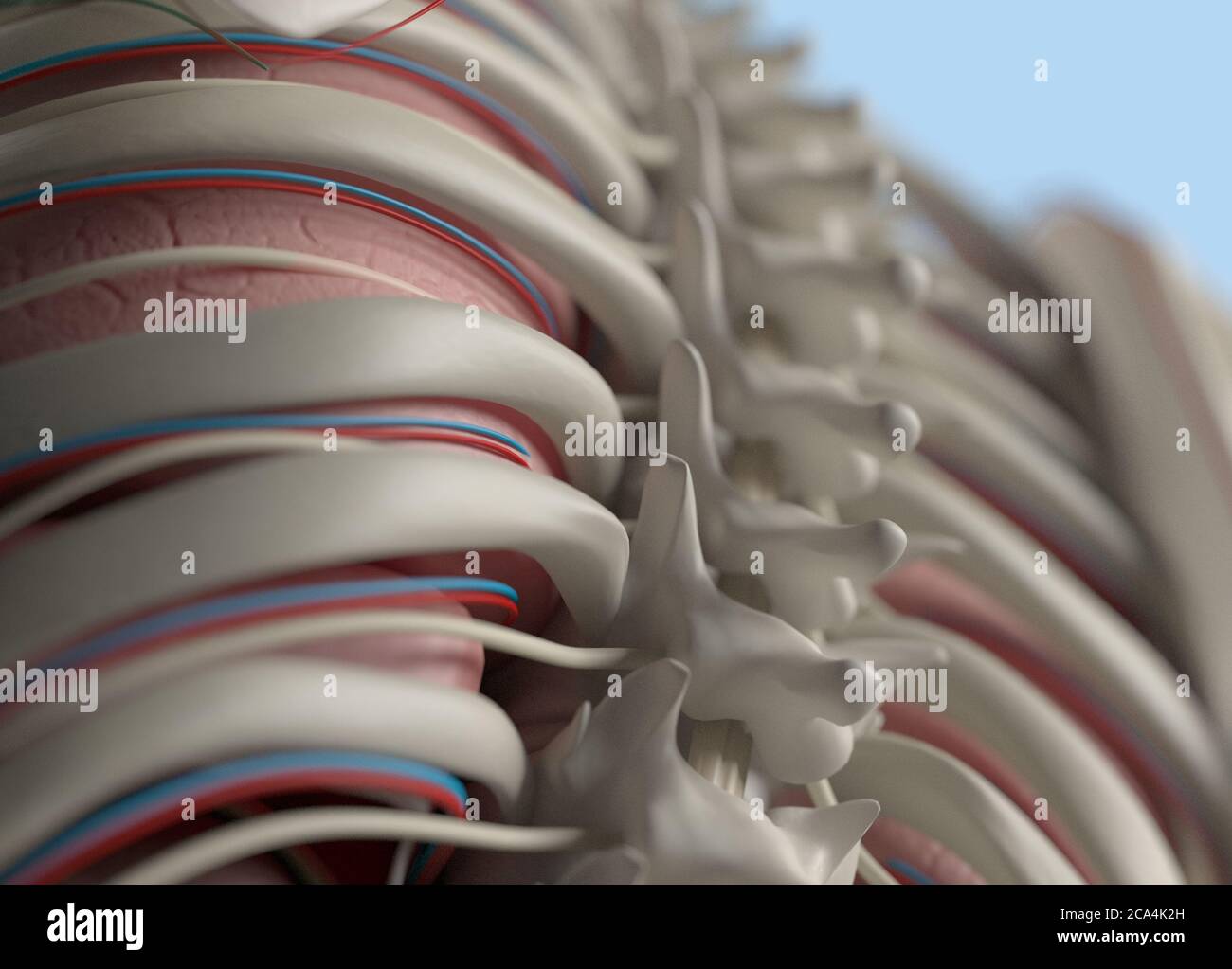Anatomy body model extreme close-up. Selective focus. Human anatomy ...