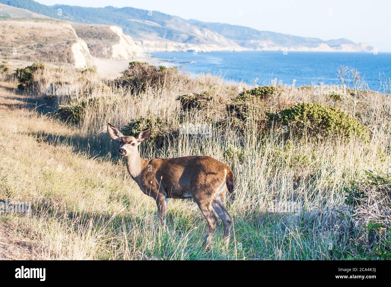 Point Reyes in California Stock Photo - Alamy