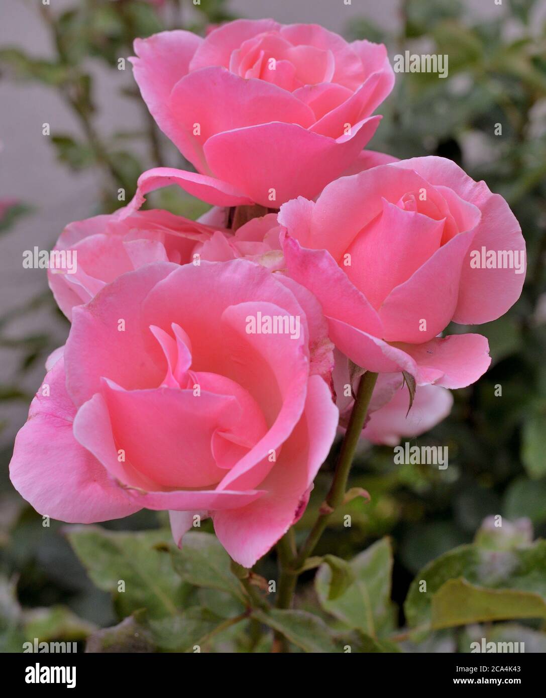 PINK ROSE PETALS. CLOSE-UP Stock Photo - Alamy