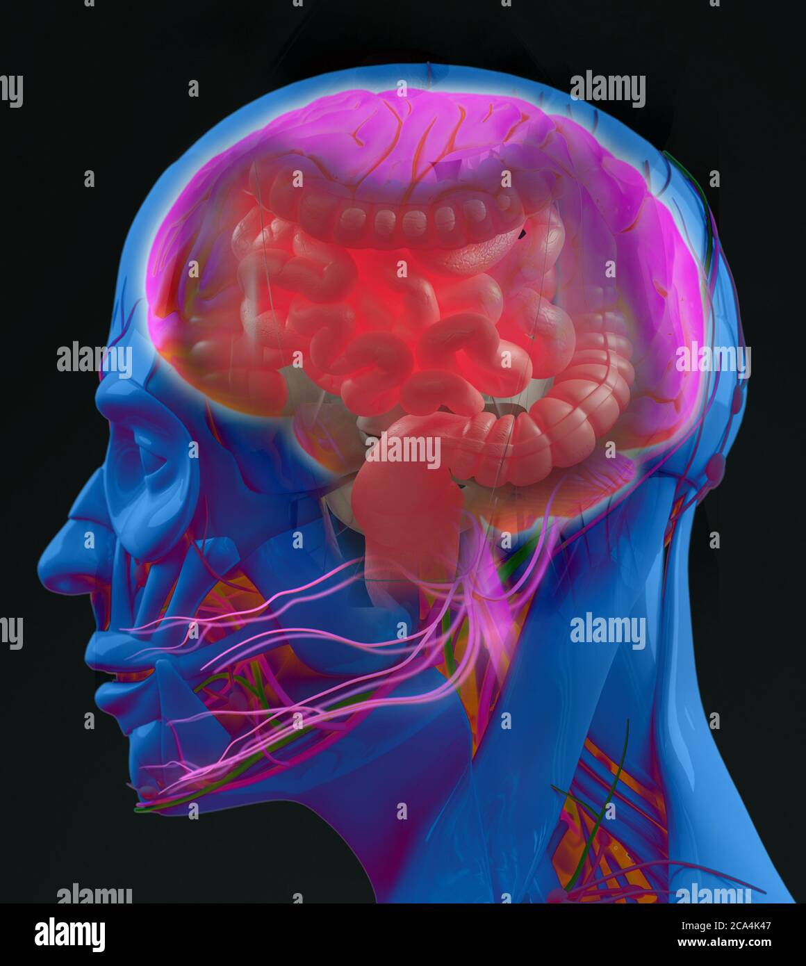 Gut-brain connection or gut brain axis. Concept art showing a ...