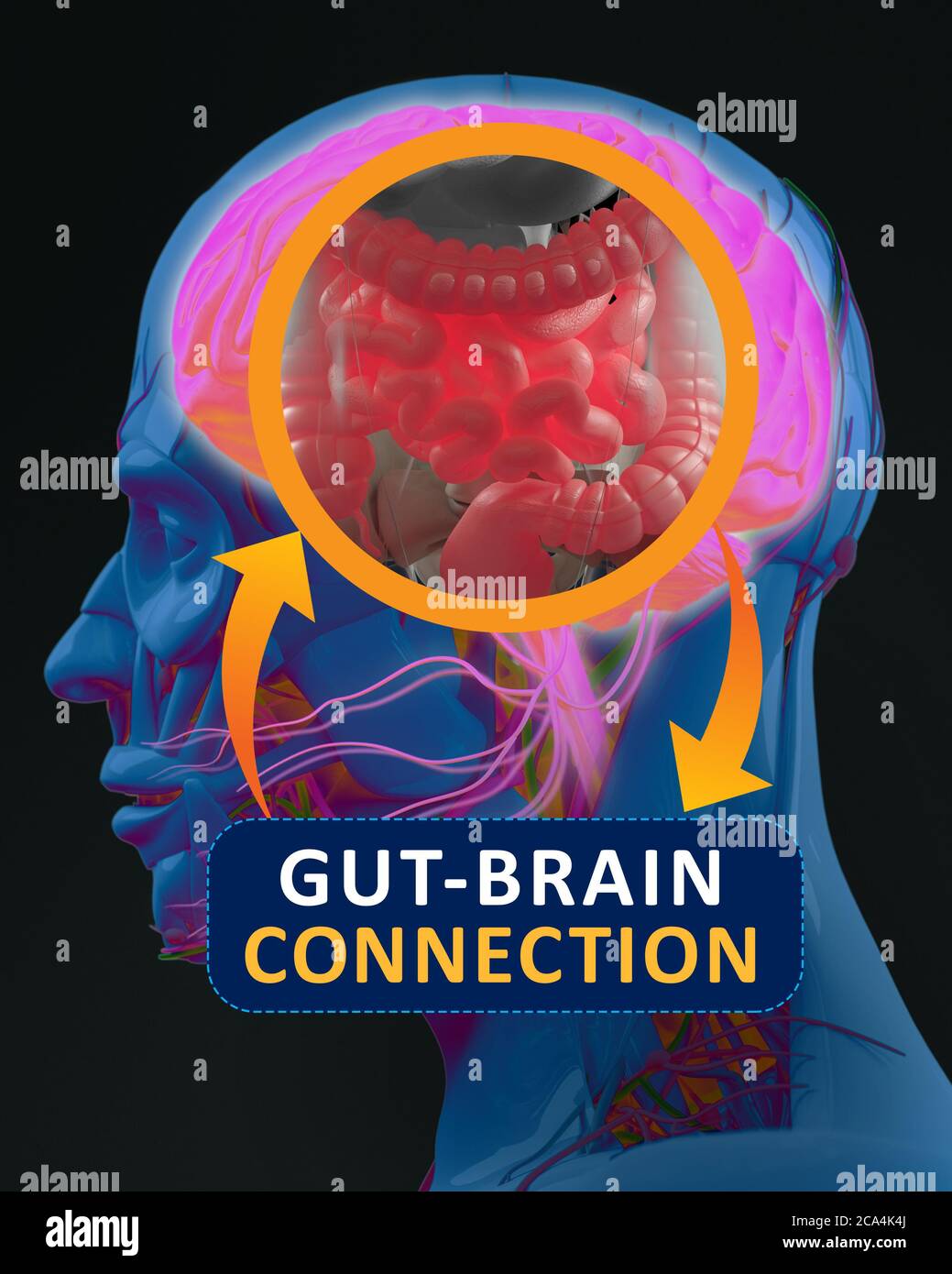 Gut-brain connection or gut brain axis. Concept art showing a ...