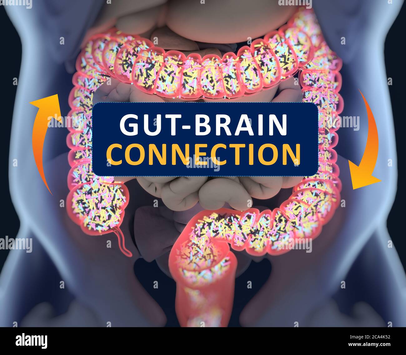 Gut-brain connection or gut brain axis. Concept art showing the health ...