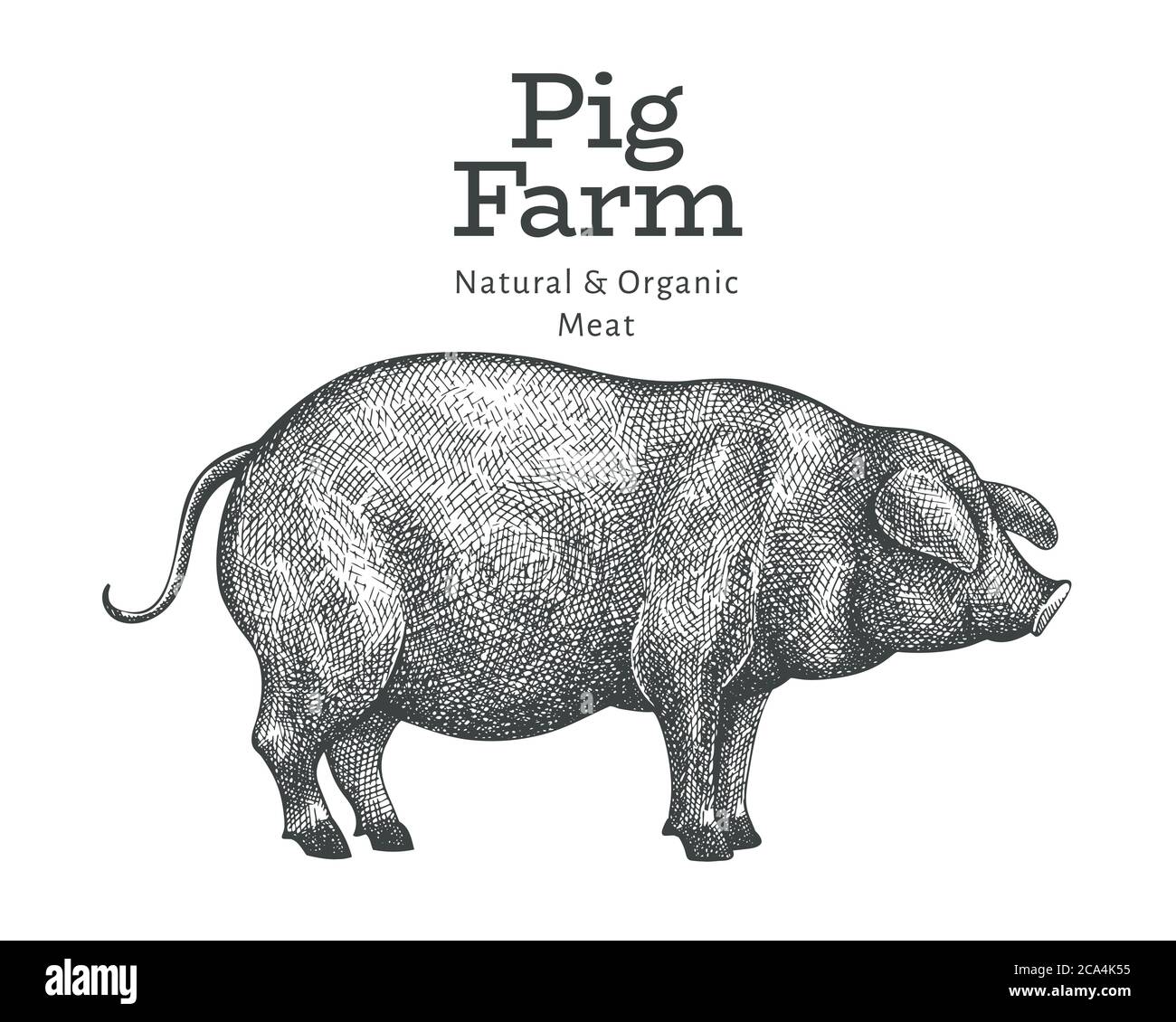 Hand drawn farm animal illustration. Vector pig sketch. Retro hog ...