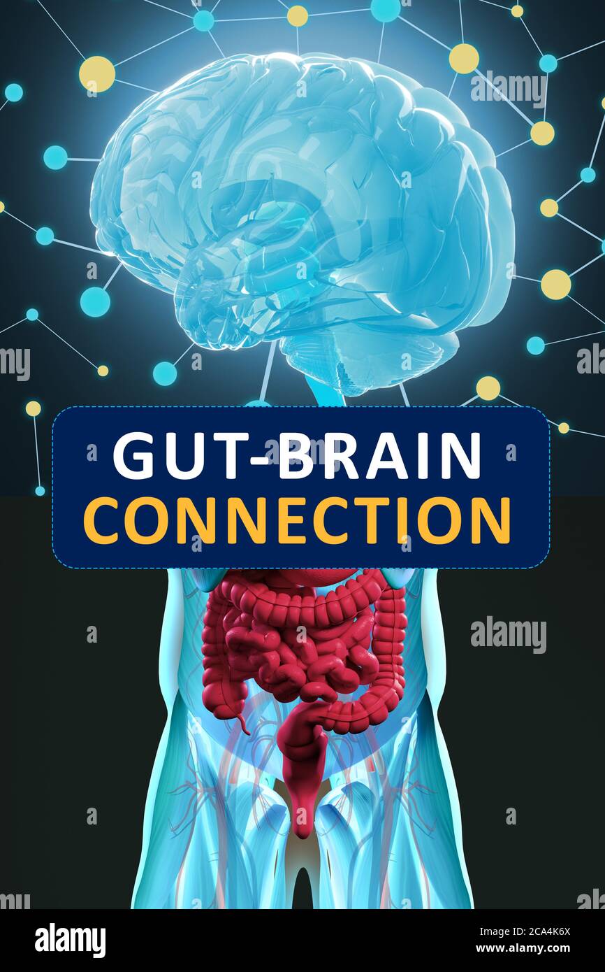 Gut Brain Connection Or Gut Brain Axis Concept Art Showing The Health