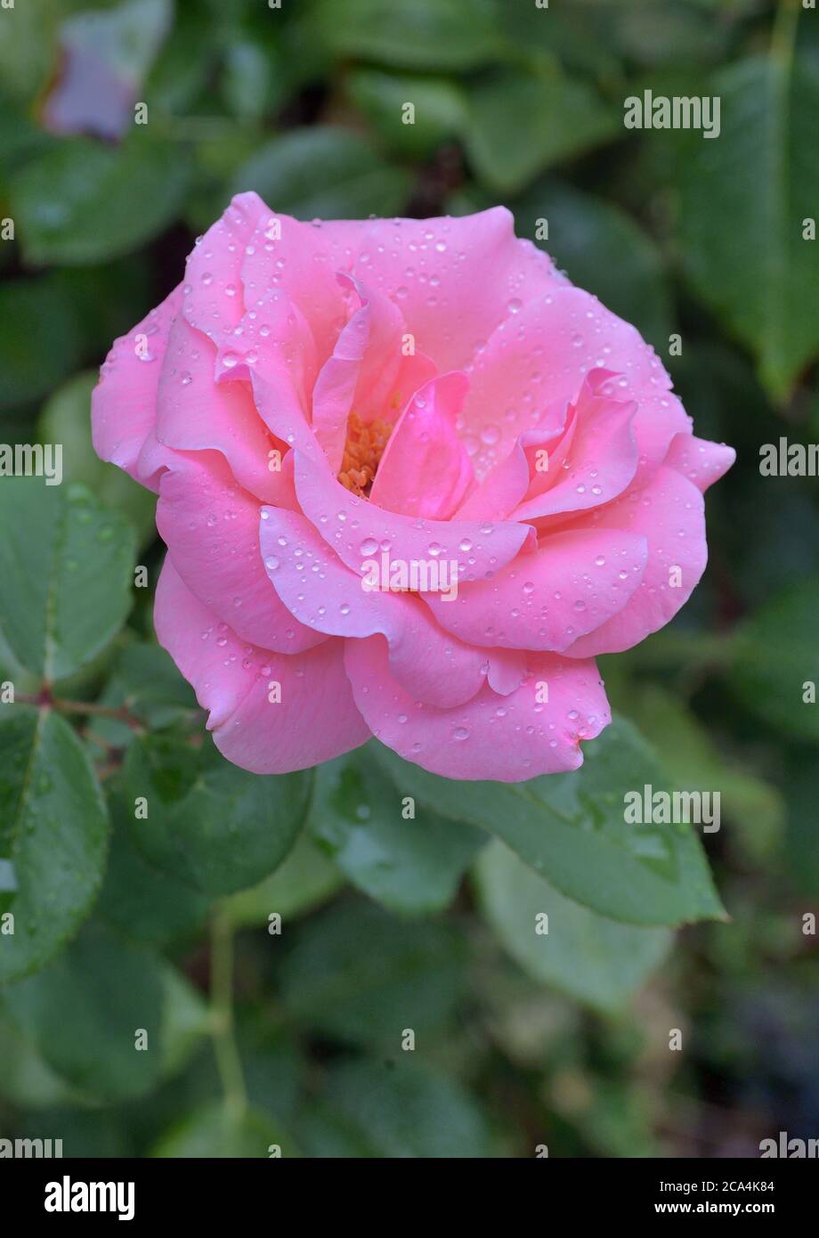 Pink rose petals close up hi-res stock photography and images - Alamy