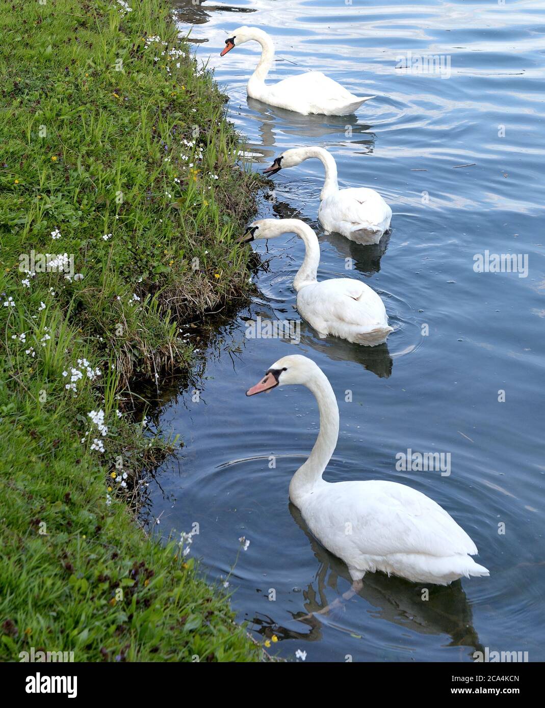 BEAUTIFUL SWANS ON THE KORANA RIVER IN CROATIA Stock Photo - Alamy