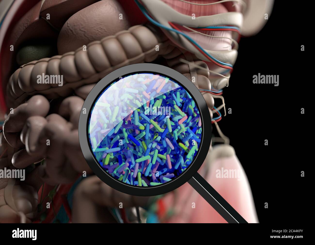 Gut bacteria, microbiome. Bacteria magnified through magnifying glass ...