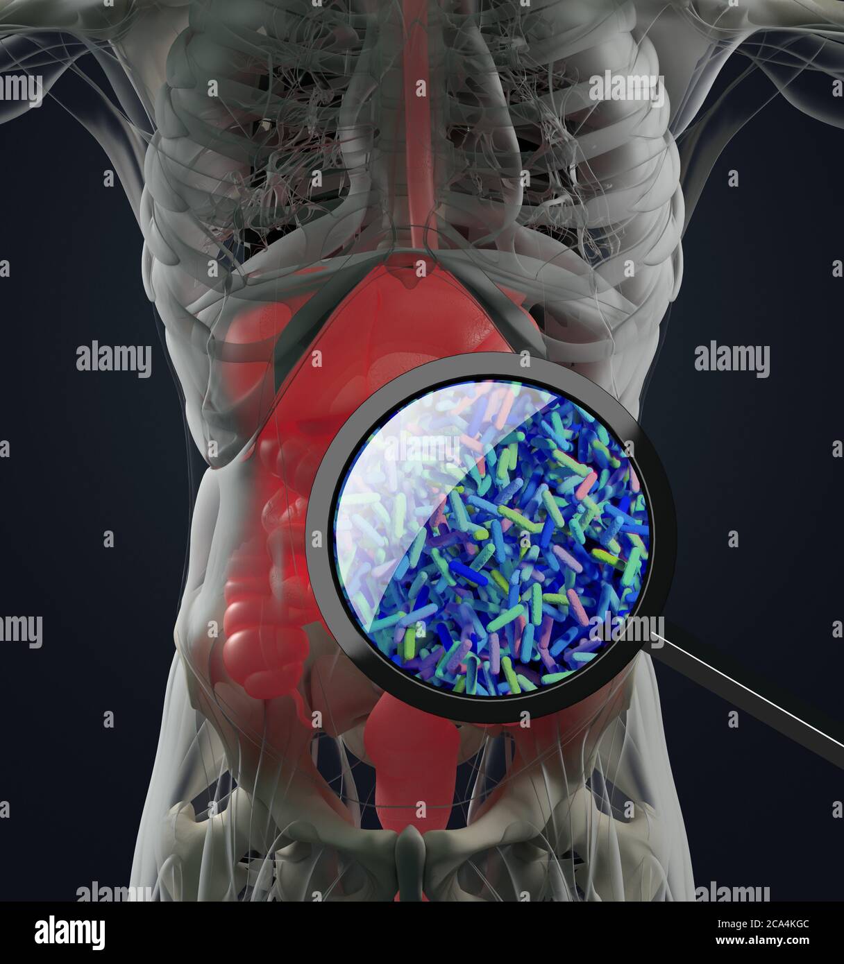 Gut bacteria, microbiome. Bacteria magnified through magnifying glass ...