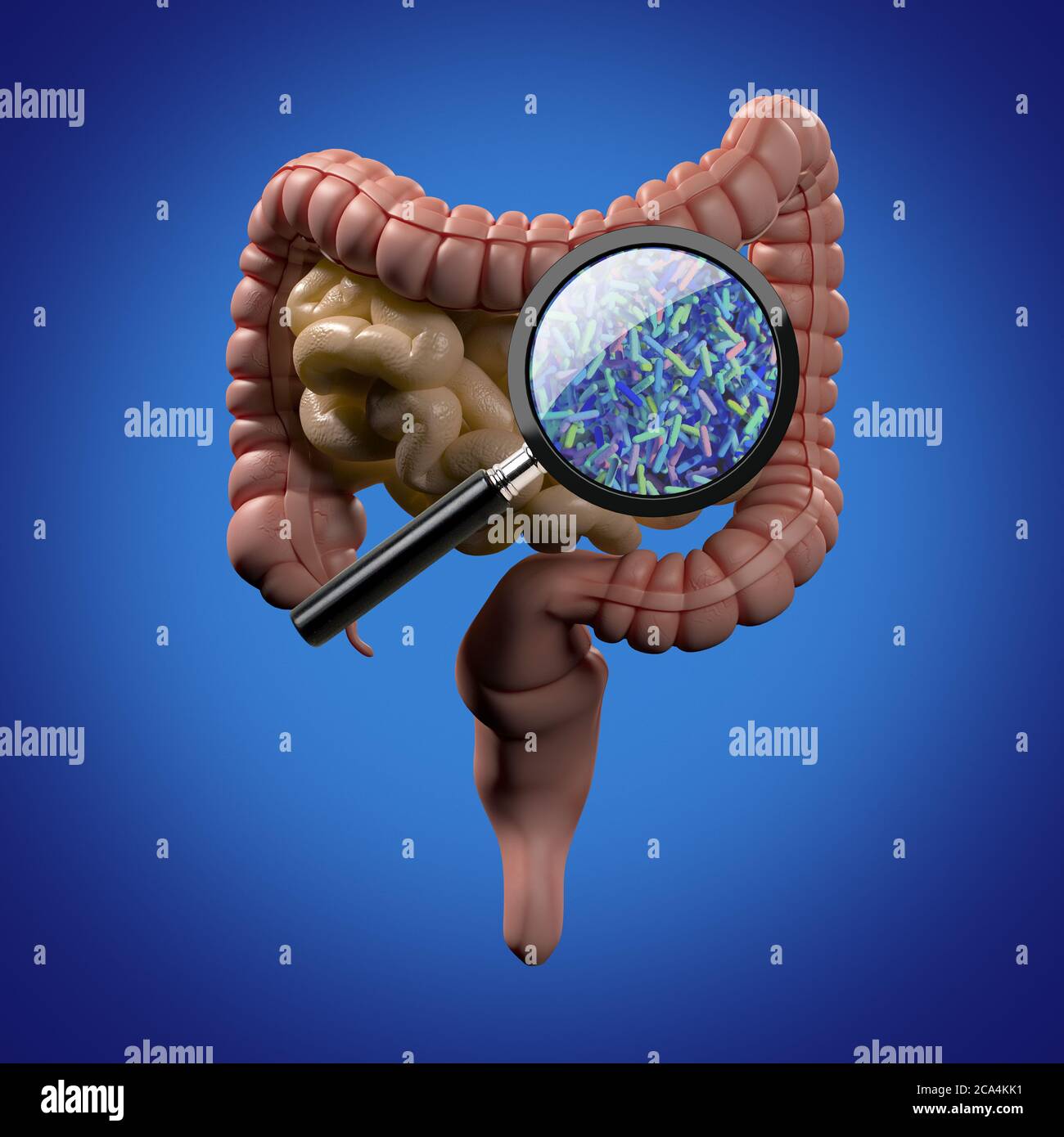 Gut bacteria, microbiome. Magnification of bacteria inside the ...