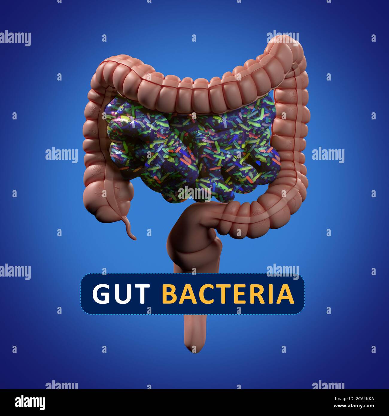 Gut bacteria, microbiome. Magnification of bacteria inside the ...