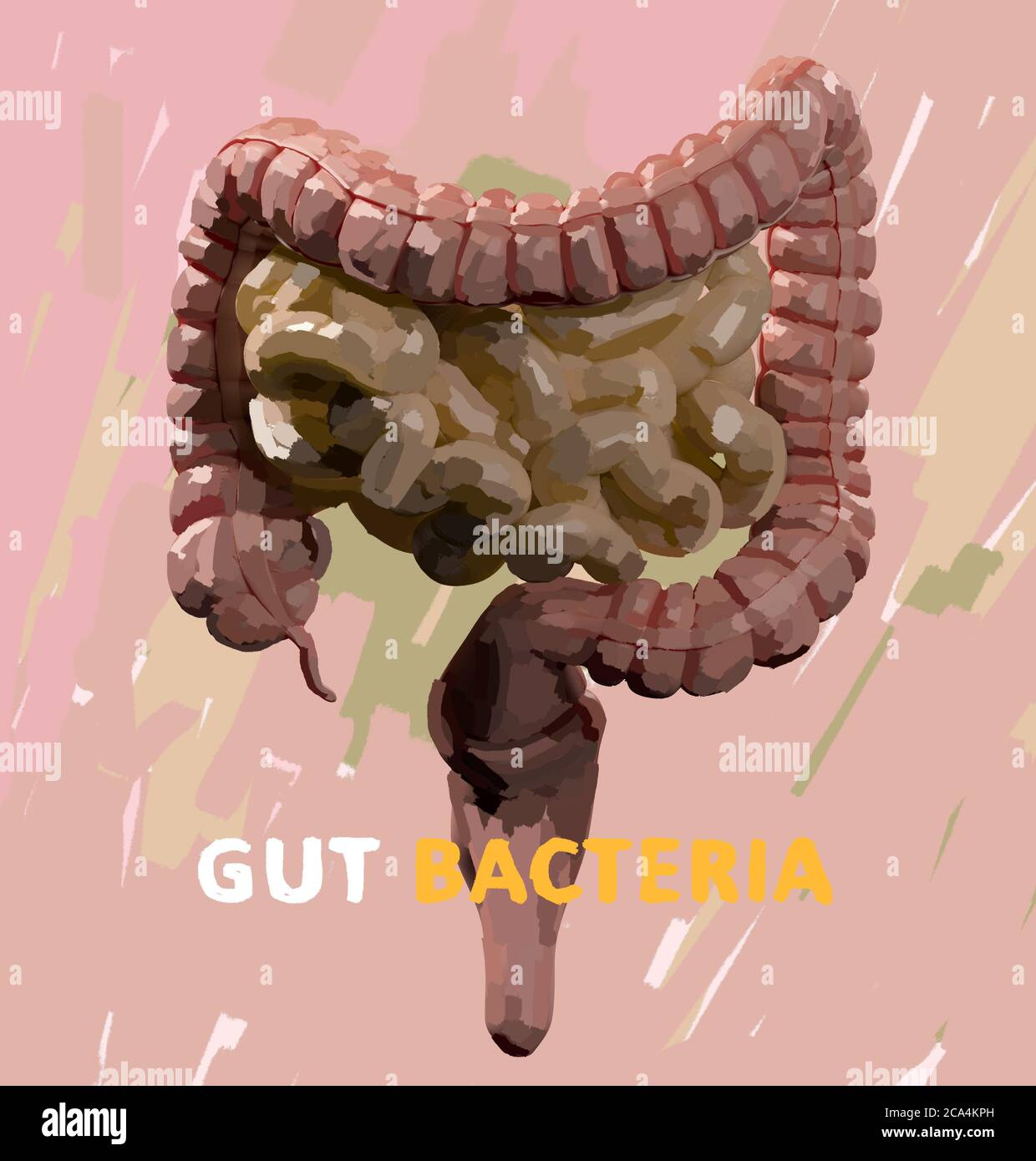 Gut bacteria, microbiome. Magnification of bacteria inside the ...