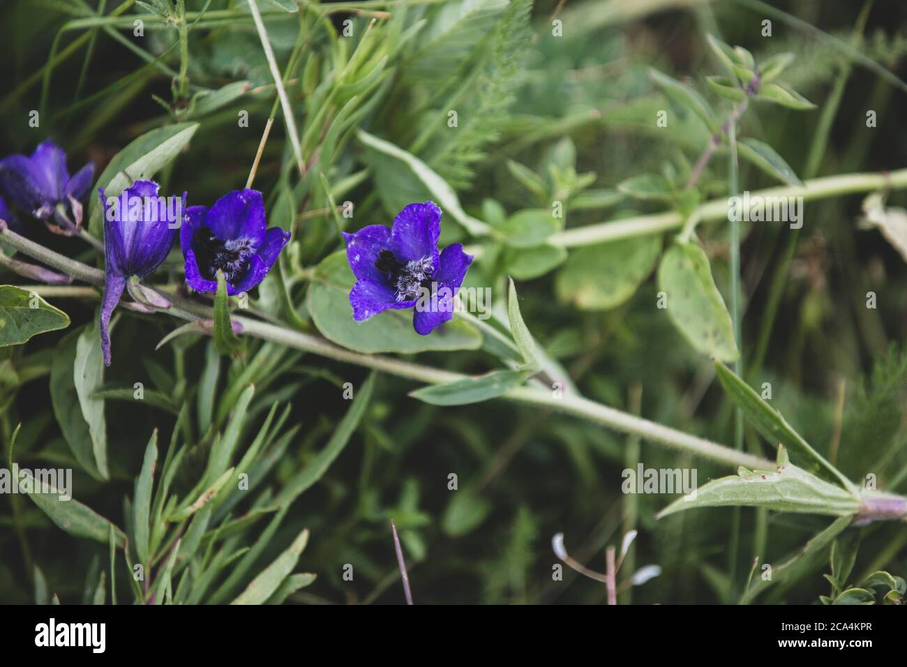 purple flowers of decorative sage field. Retro tone image Stock Photo ...