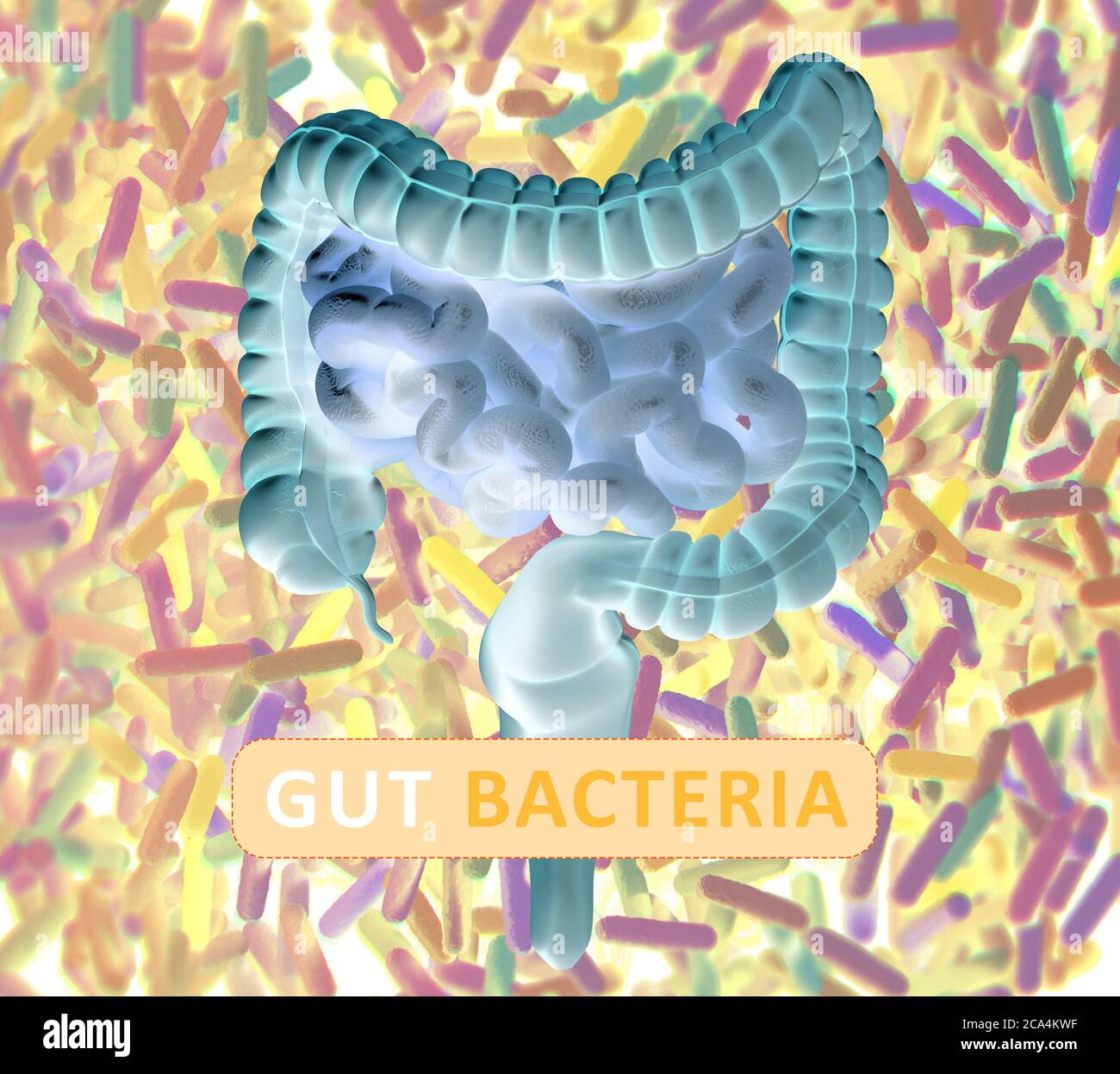 Gut bacteria, microbiome. Magnification of bacteria inside the ...