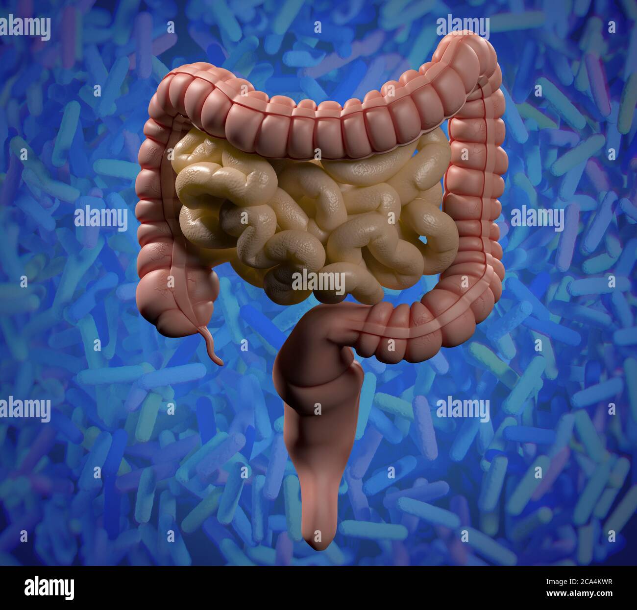 Gut bacteria, microbiome. Magnification of bacteria inside the ...
