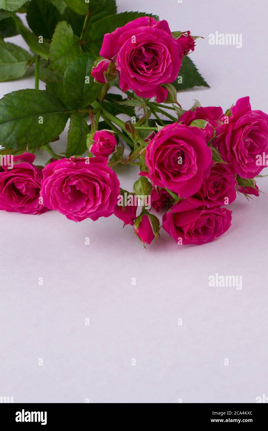 Close up roses flowers bouquet Stock Photo - Alamy