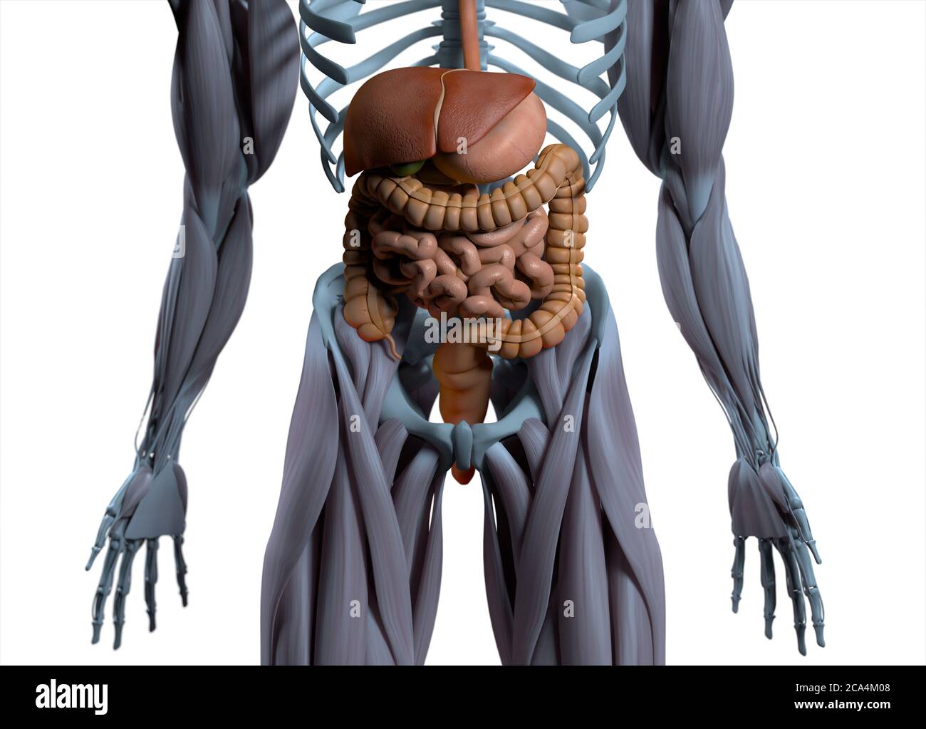 Large intestine endoscopy hi-res stock photography and images - Alamy