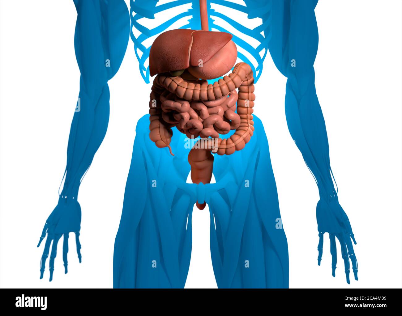 Anatomy illustration of human digestive system. 3D illustration Stock ...