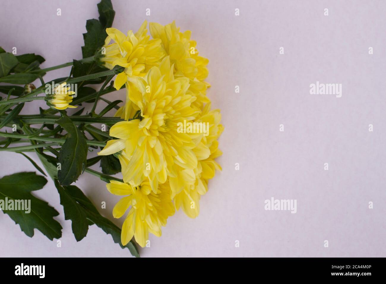 Close up fresh yellow flowers Stock Photo - Alamy