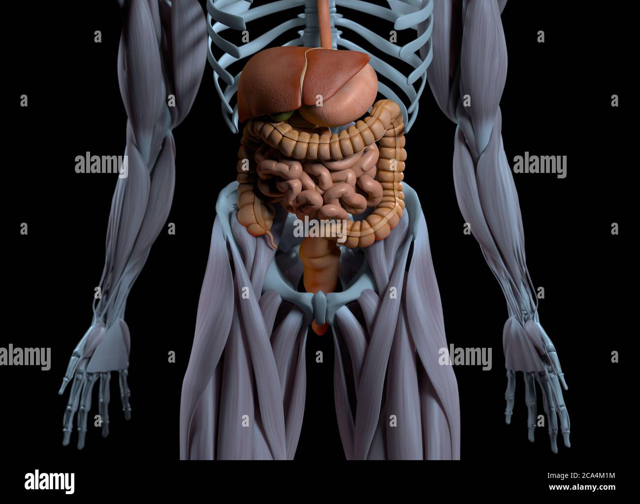 Anatomy illustration of human digestive system. 3D illustration Stock ...