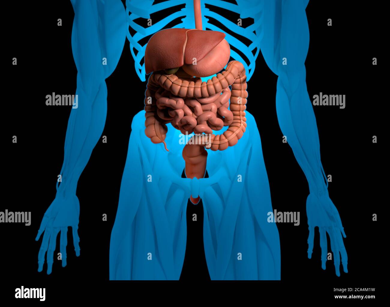 Anatomy illustration of human digestive system. 3D illustration Stock ...