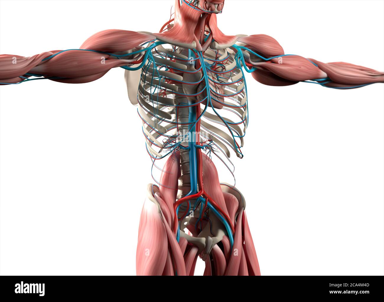 Heart and vascular system. Human anatomy. 3d illustration Stock Photo ...