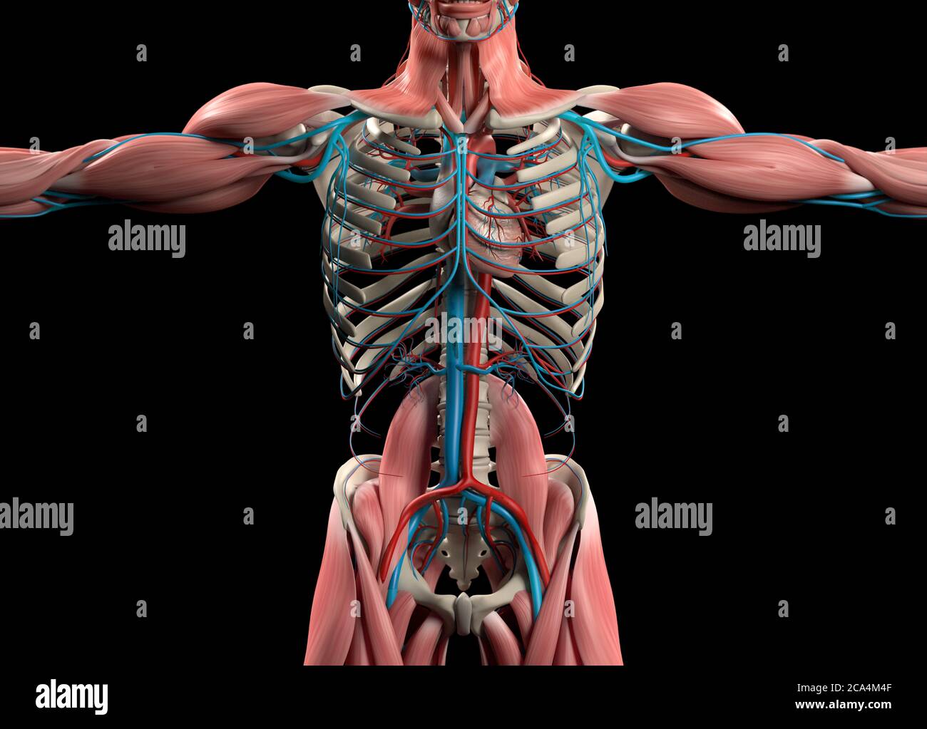 Heart and vascular system. Human anatomy. 3d illustration Stock Photo ...