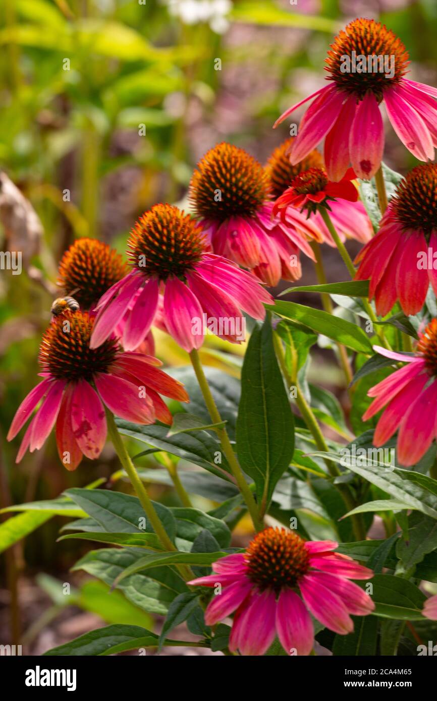 close-up of red coneflowers (echinacea) in full bloom Stock Photo - Alamy