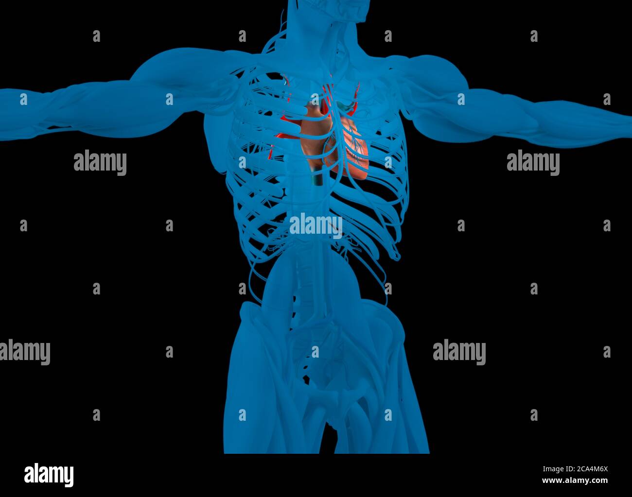 Heart and vascular system. Human anatomy. 3d illustration Stock Photo ...