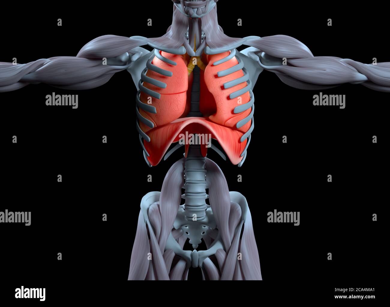 Human anatomy respiratory system medical illustration. 3d illustration ...