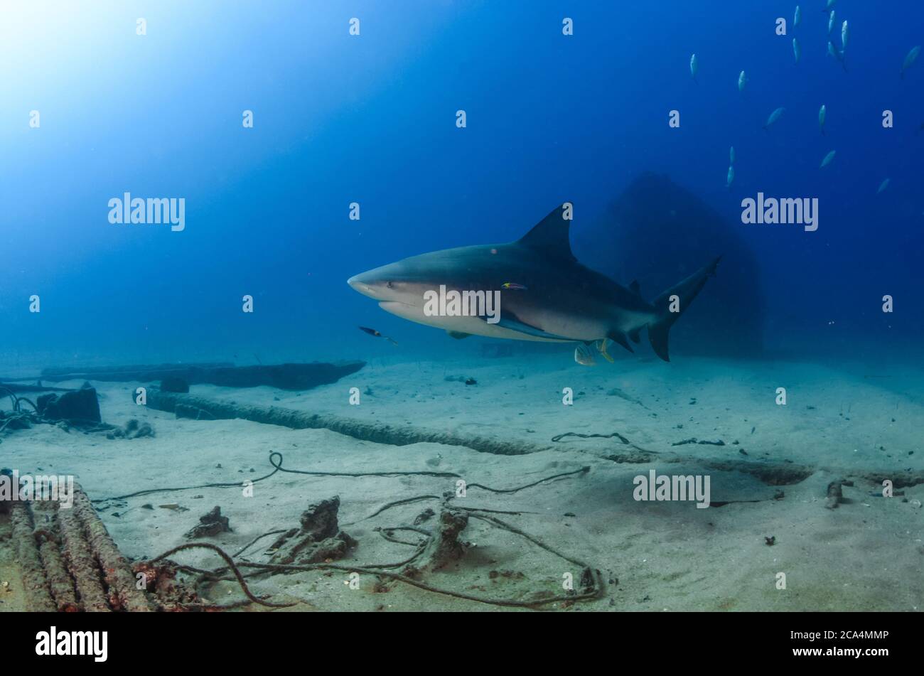 Bull Shark (Carcharhinus leucas). reefs of the Sea of Cortez, Pacific ...