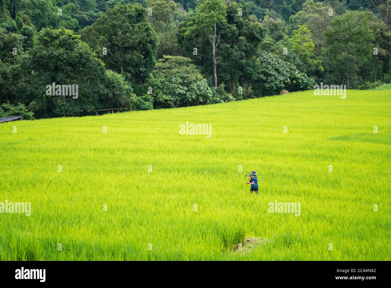 Asian farmer hi-res stock photography and images - Alamy