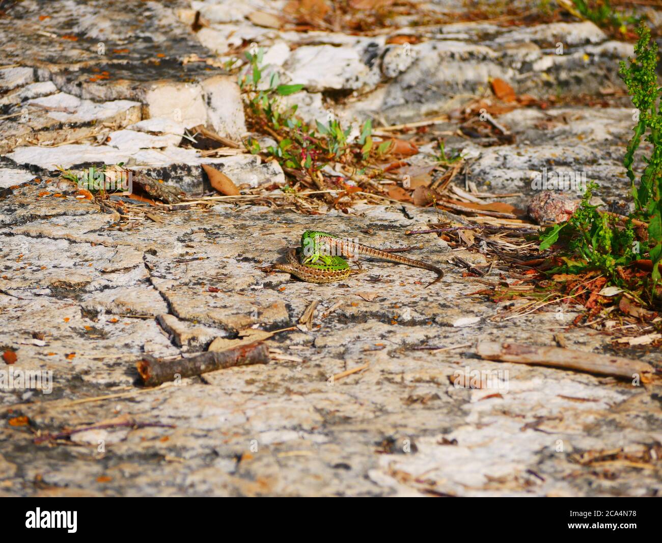 Lizard fighting hi-res stock photography and images - Alamy