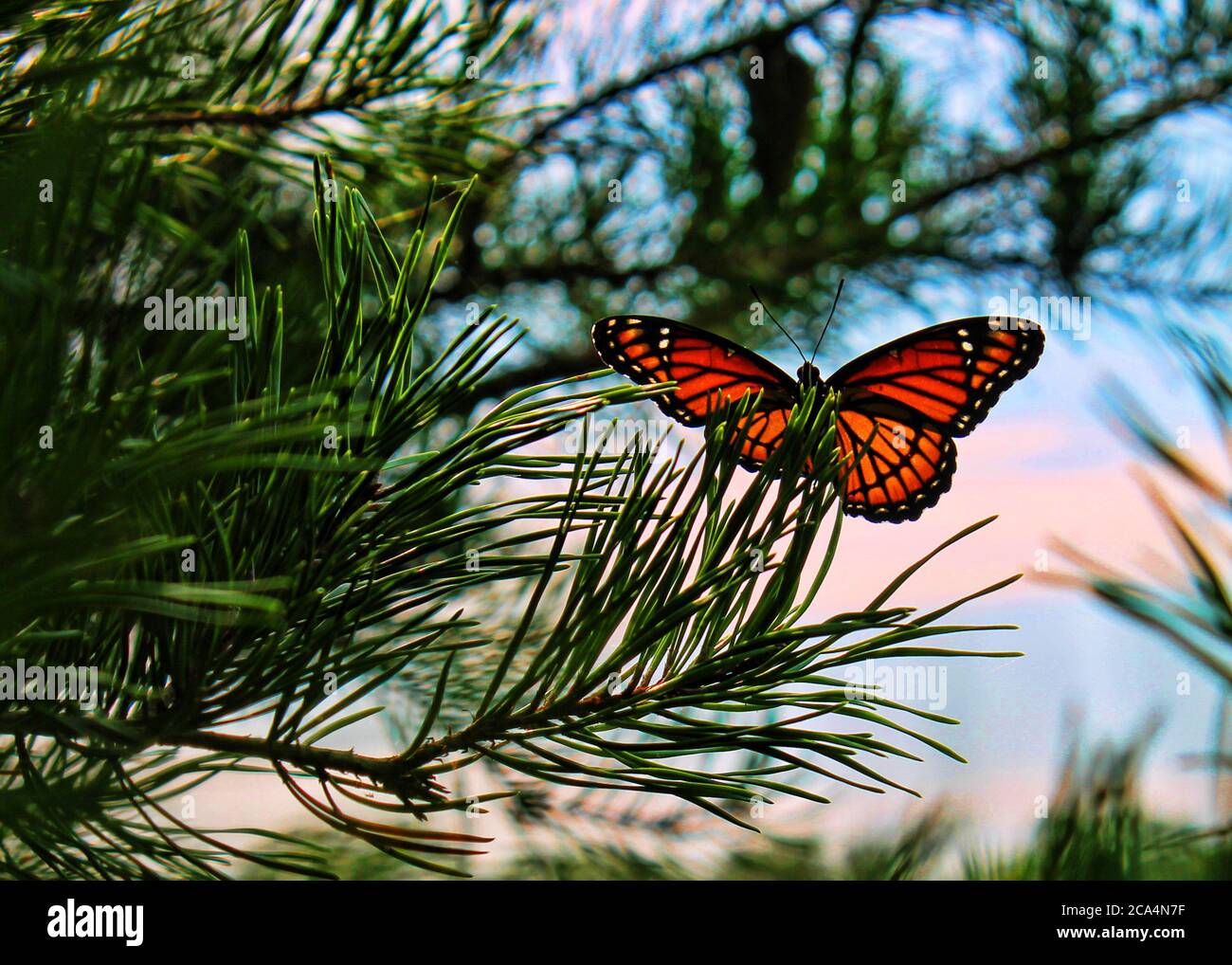 Monarch on pine tree hi-res stock photography and images - Alamy